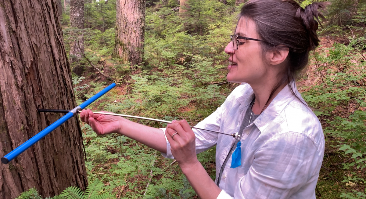 How to core a tree: Simple steps to hack a biological database ...