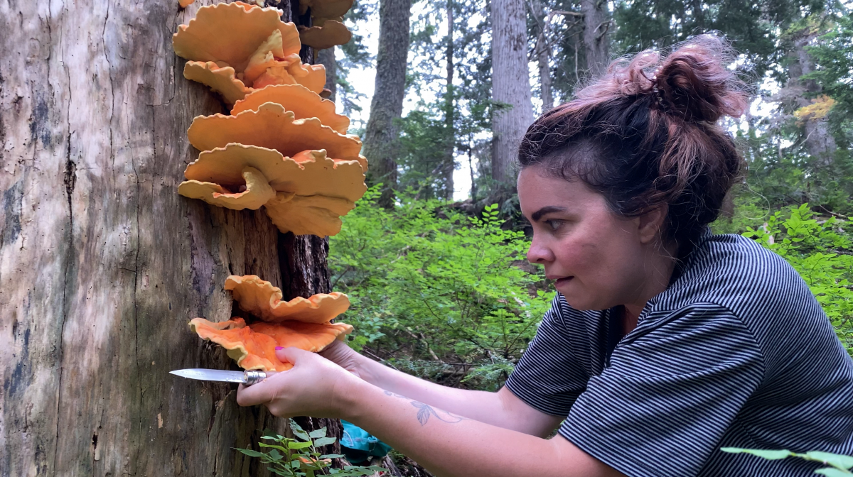SHORT: Chicken of the woods: this tender wild mushroom makes amazing ...
