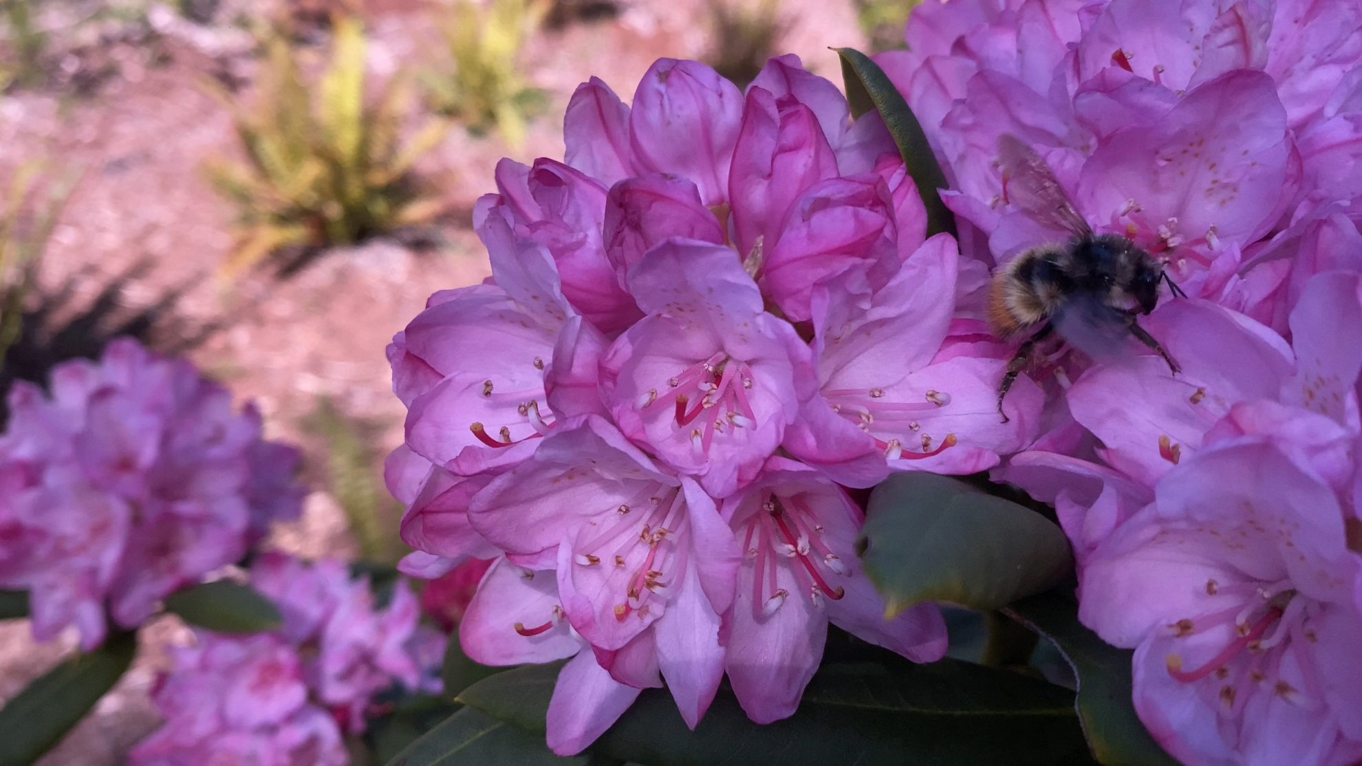 Mount Elphinstone wild rhododendron colony gets genetic backup at ...